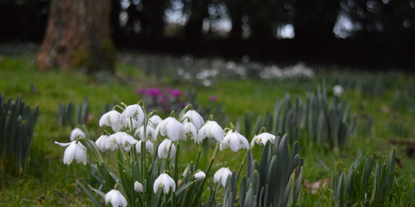 Snowdrops at Hodsock Priory – Louise Nicholls – Adventures in horticulture