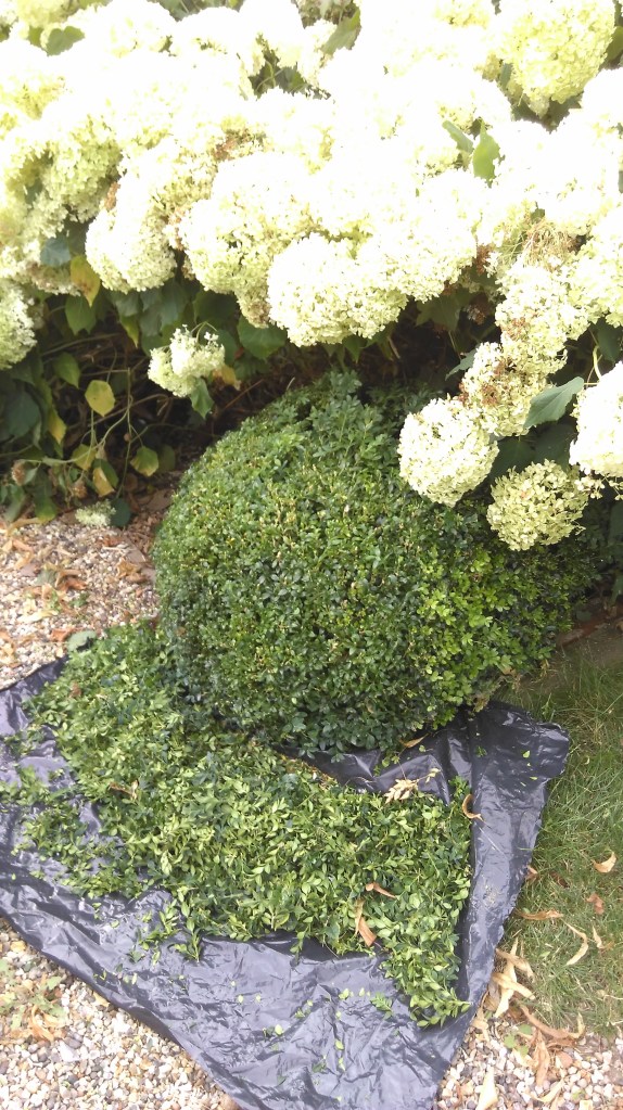 The art of Topiary – Louise Nicholls – Adventures in horticulture