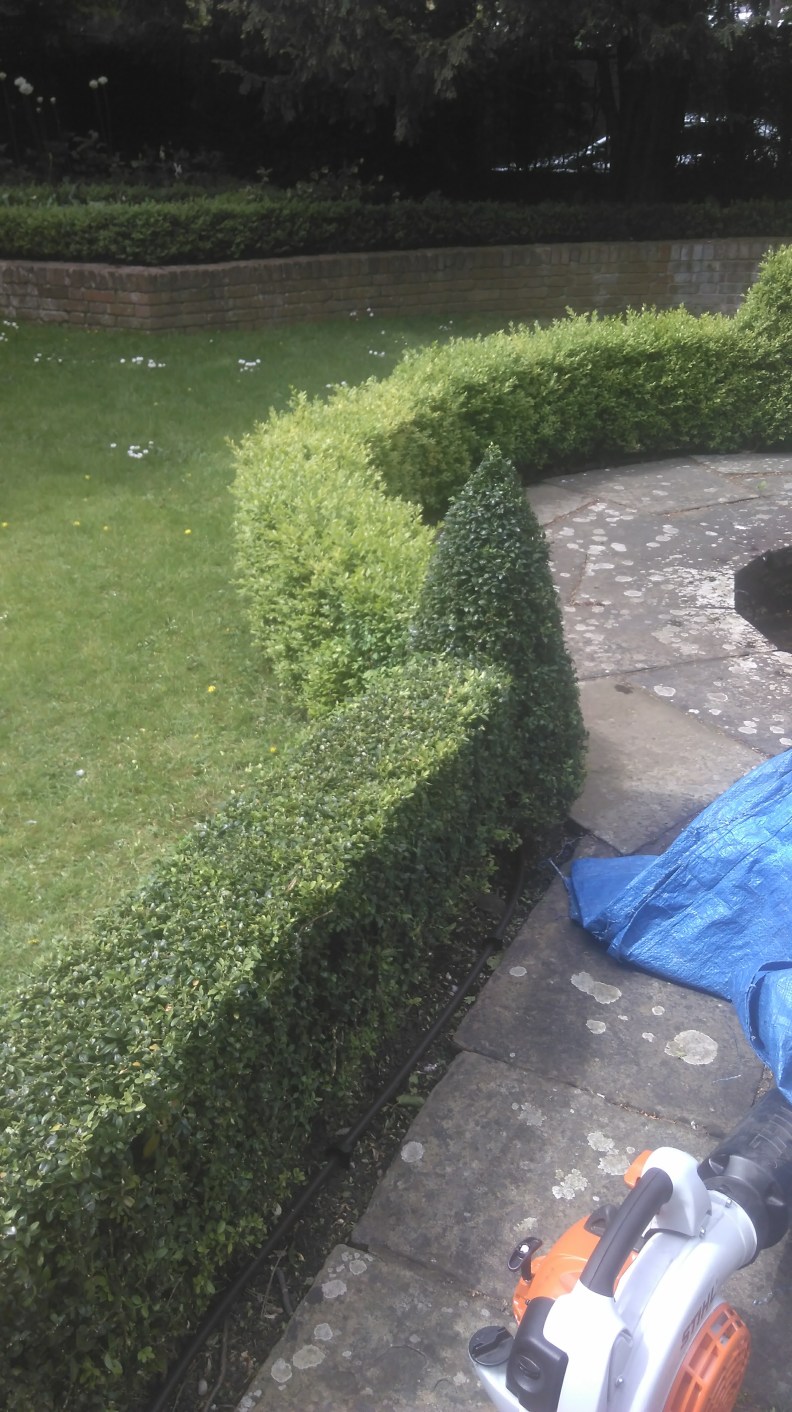 The art of Topiary – Louise Nicholls – Adventures in horticulture
