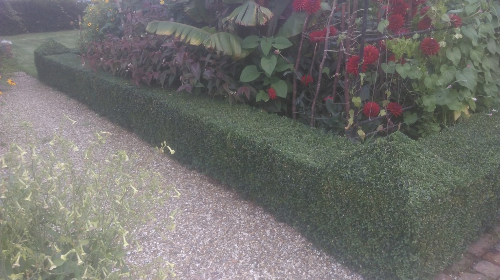 The art of Topiary – Louise Nicholls – Adventures in horticulture