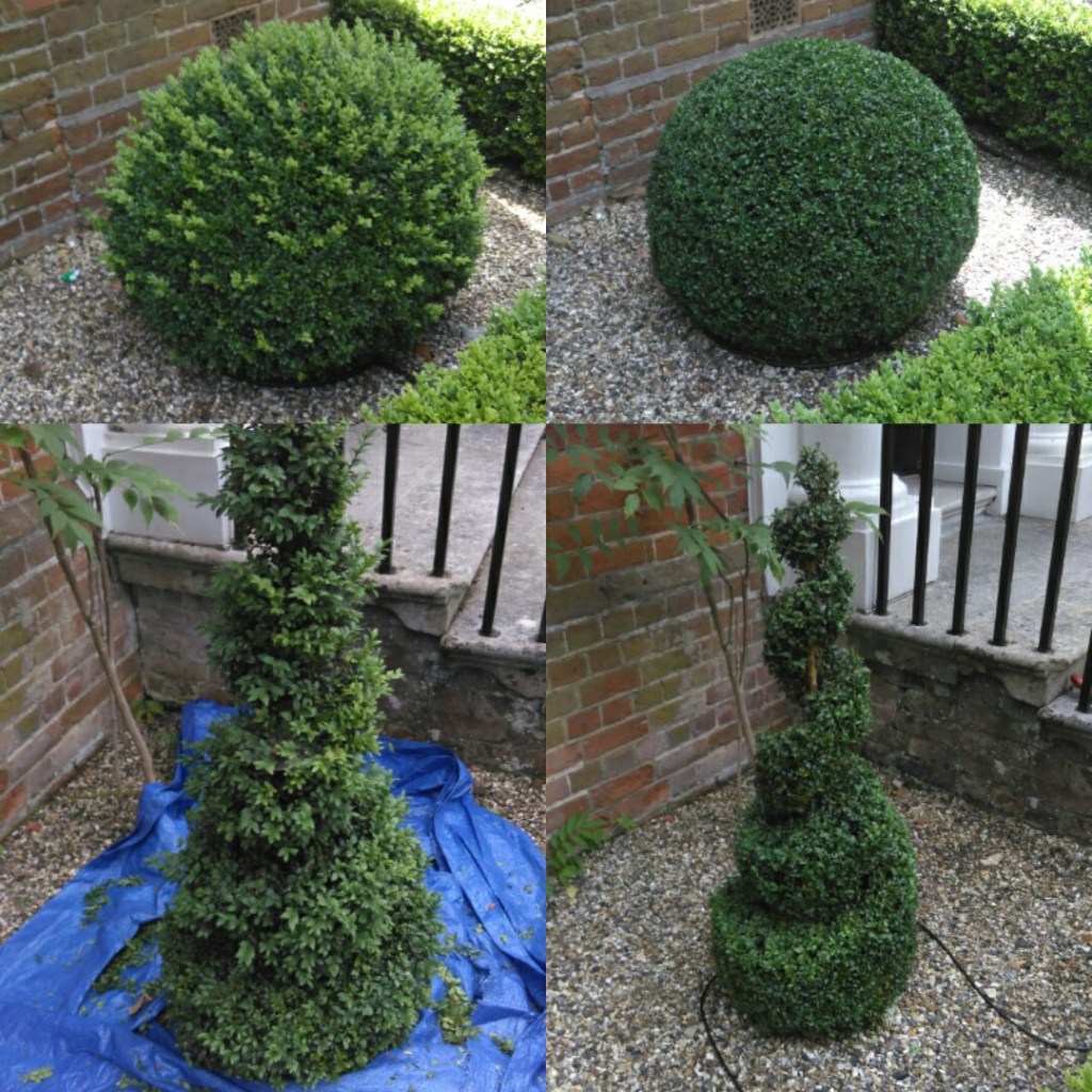 The art of Topiary – Louise Nicholls – Adventures in horticulture