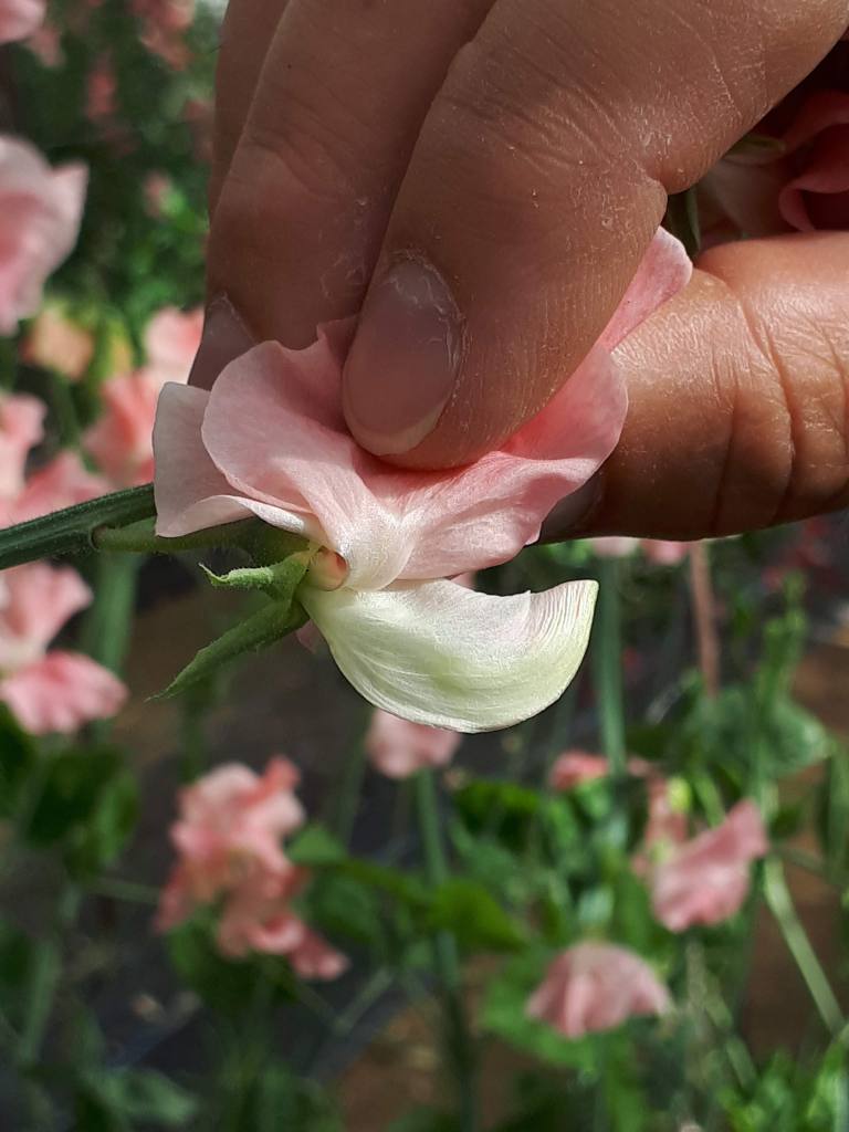 A year in the life of a Sweet pea grower – Johnsons Sweet Peas – Louise ...