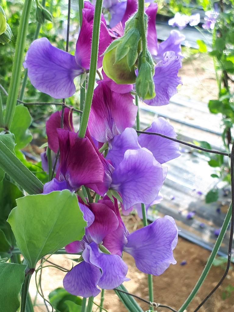 A year in the life of a Sweet pea grower – Johnsons Sweet Peas – Louise ...