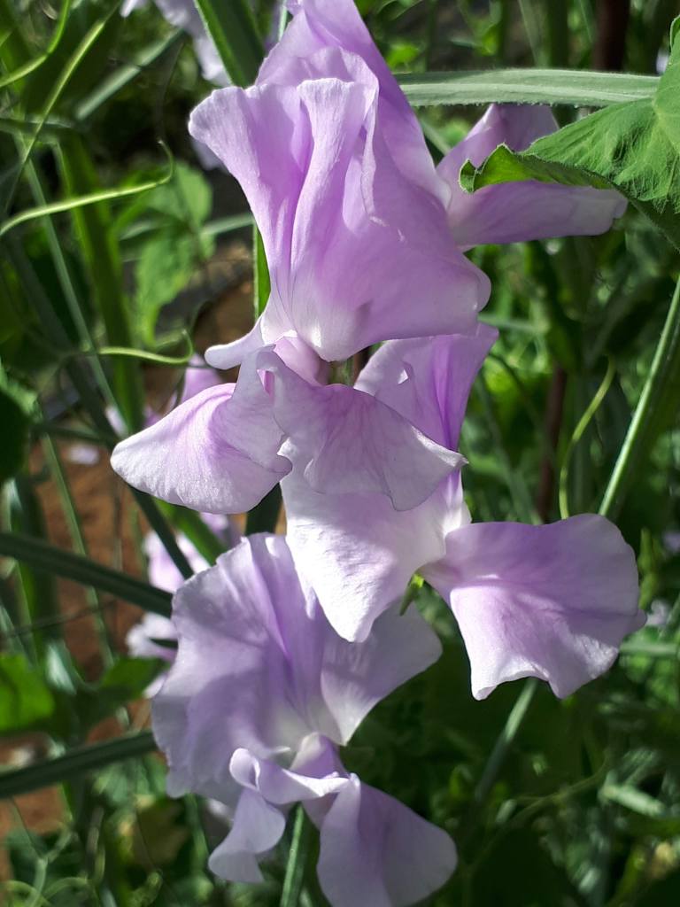 A year in the life of a Sweet pea grower – Johnsons Sweet Peas – Louise ...