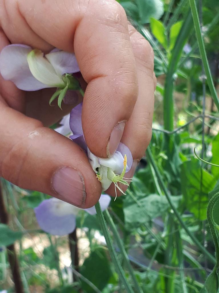 A year in the life of a Sweet pea grower – Johnsons Sweet Peas – Louise ...